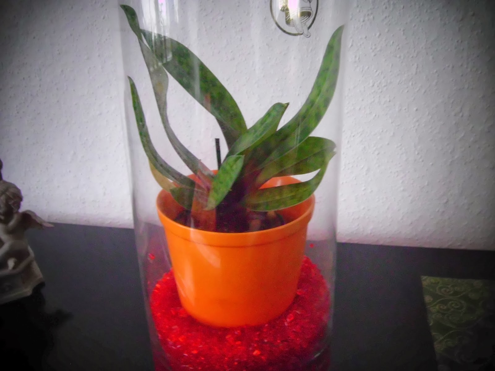 Connys eigene Welt: meine Orchideen