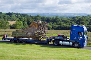 ecoscene ~ for images of the environment and wildlife: The Ghost Forest