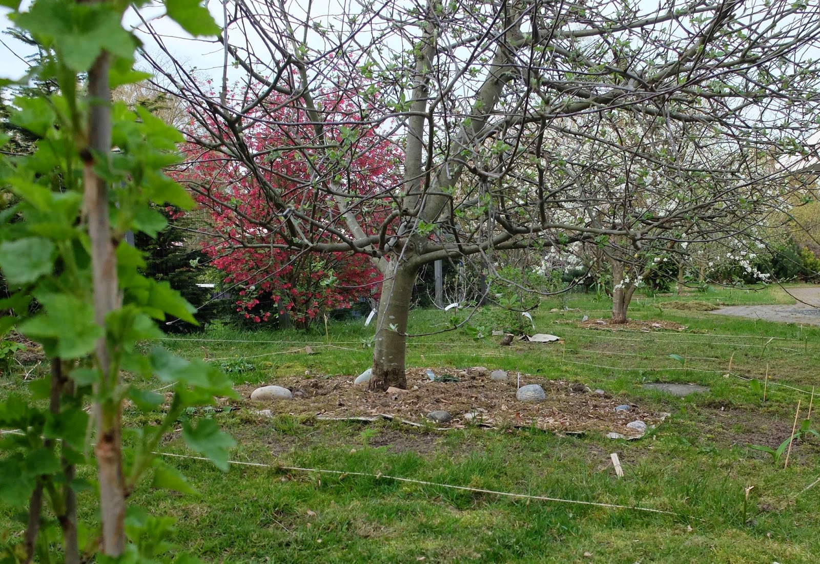 IBee's Garden: the guild of our apple tree “rød aroma”