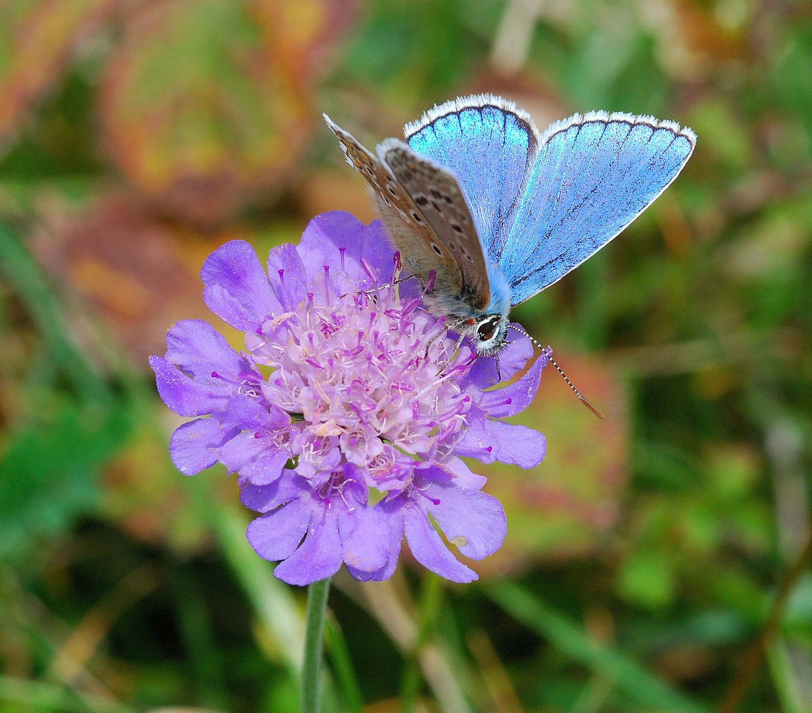 Butterfly Islands: Adonis Blue on Bonchurch Down