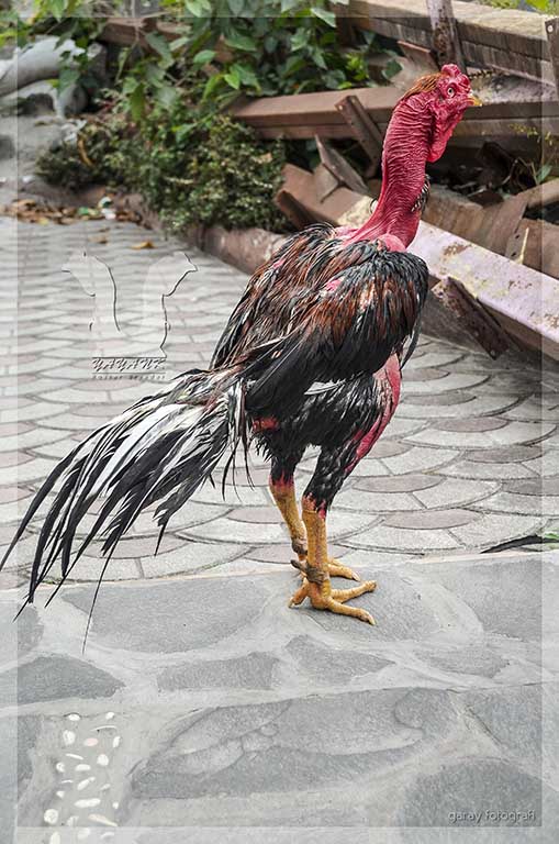Yayank Rooster Breeder: AYAM SAIGON