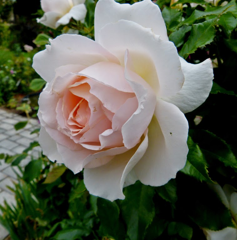 Høneballehaven på Samsø og Hellerupvej på Fyn: Endnu en hyldest til ...