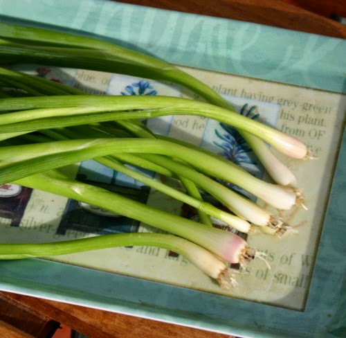 HOW TO GROW WELSH ONIONS |The Garden of Eaden