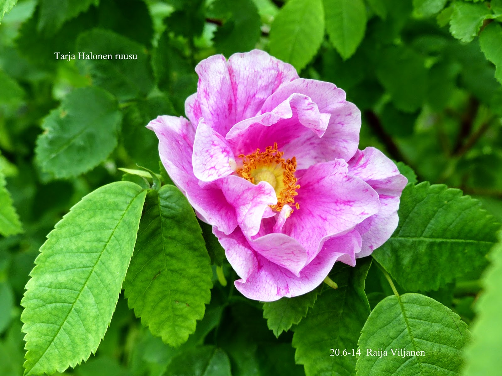 Piha,pitsi ja savi: Ruusut