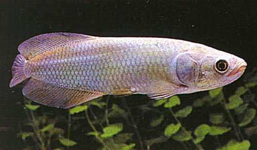Seputar Arowana