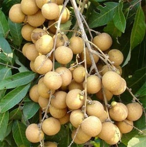 Why off-season longan production.? | Thai Longan Fruit, Longan Out Off ...