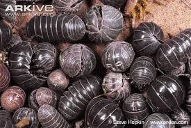 salvemos a la tierra: el bicho bolita (o cochinilla)