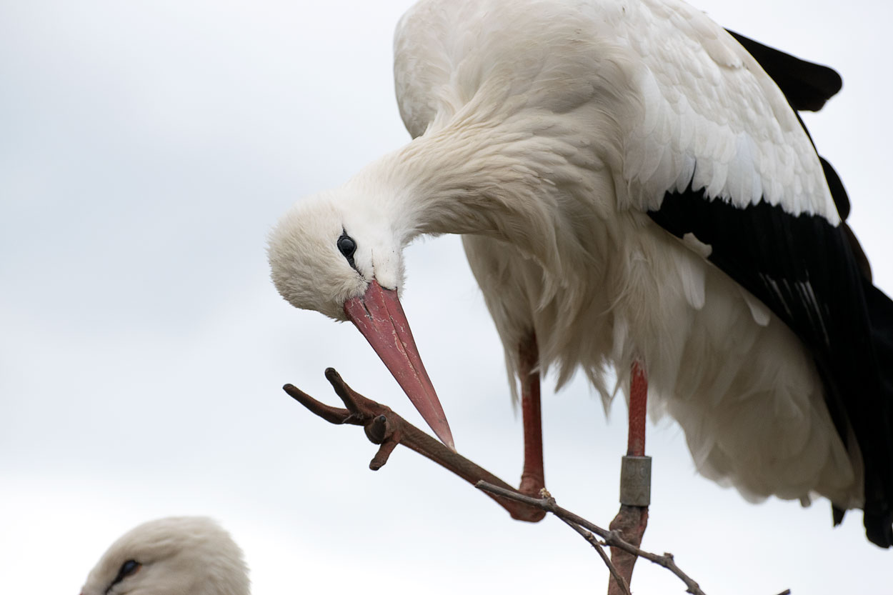 Alsace, France: White Stork Reintroduction Center, Hunawihr