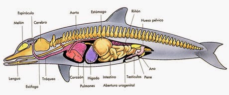 Los Delfines: Anatomia.