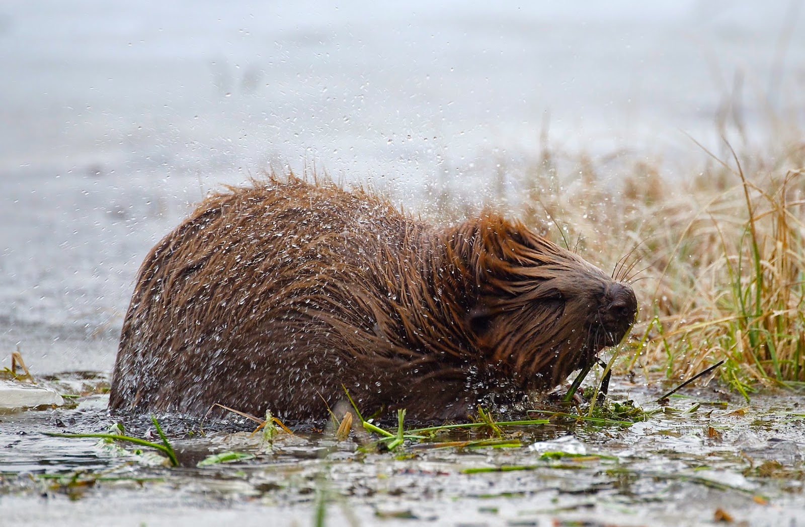 Naturfoto Einar Hugnes: Bever og kvinand ved Baklidammen