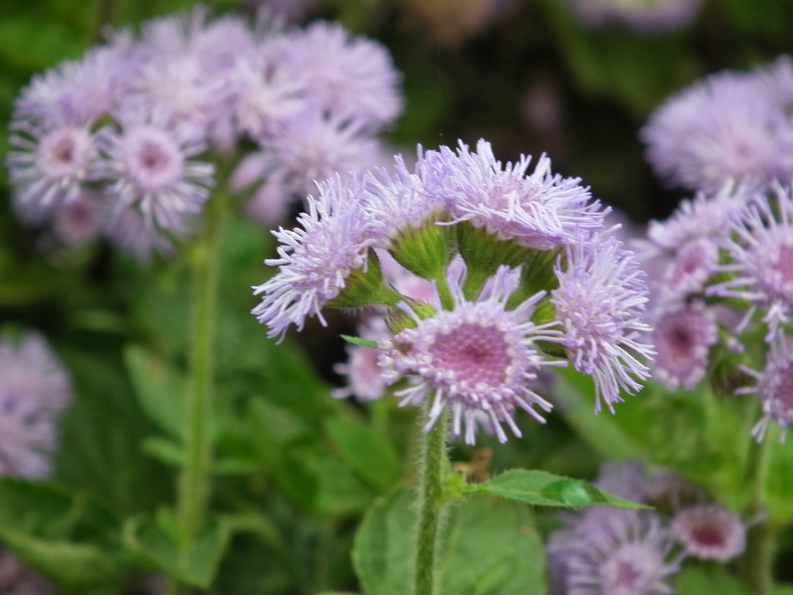 Flower Homes: Floss Flowers