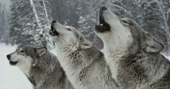 White Wolf : Living with Wolves - The story of Jim and Jamie Dutcher ...