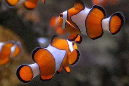 Animal Photo: Nemo Fish