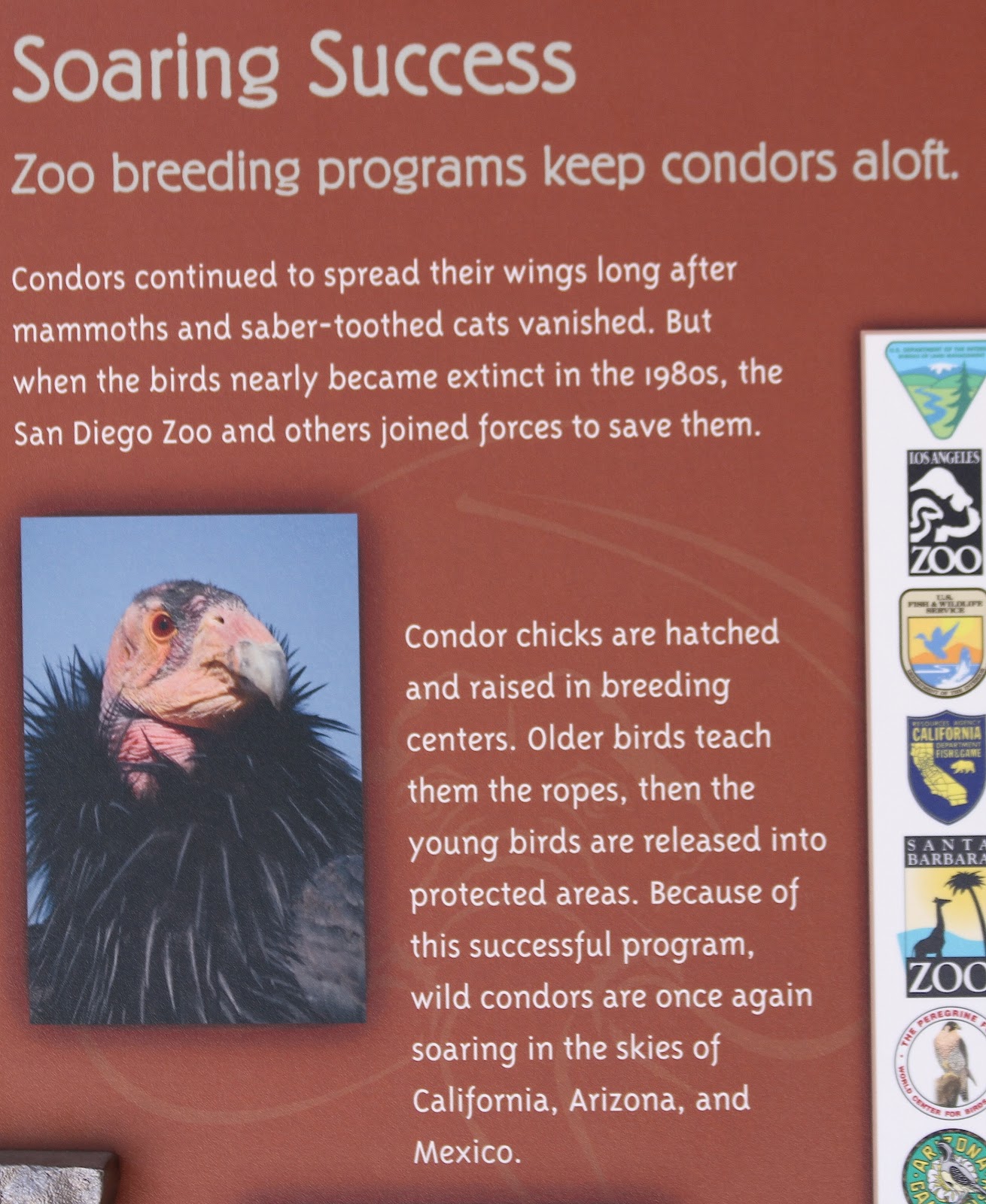 Feathers and Figments: Flight of the Condor