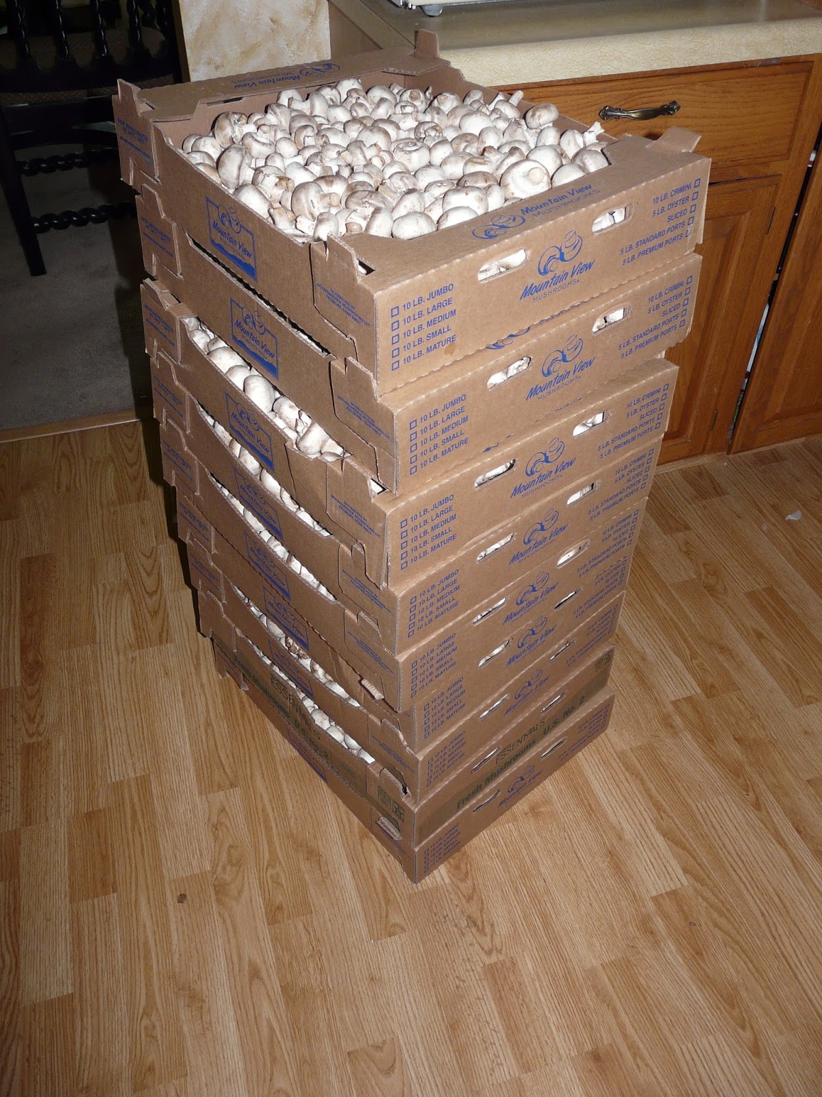 The "Secret" is Gratitude: Dehydrating Mushrooms by the Case