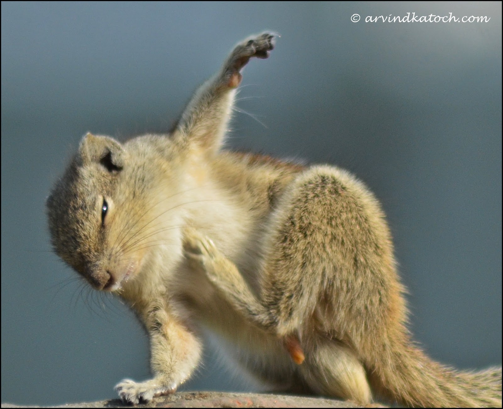 Indian Palm Squirrel in a relaxed mood