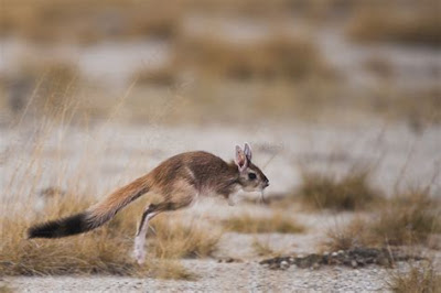 Cannundrums: South African Springhare