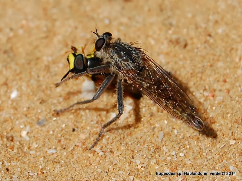 Hablando en verde: Eupeodes sp., la más capturada
