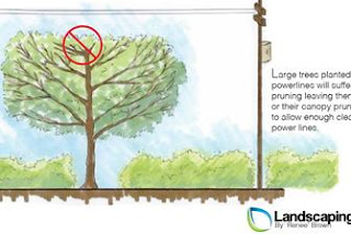 W & W Nursery & Landscaping: Five Landscape Planting Mistakes