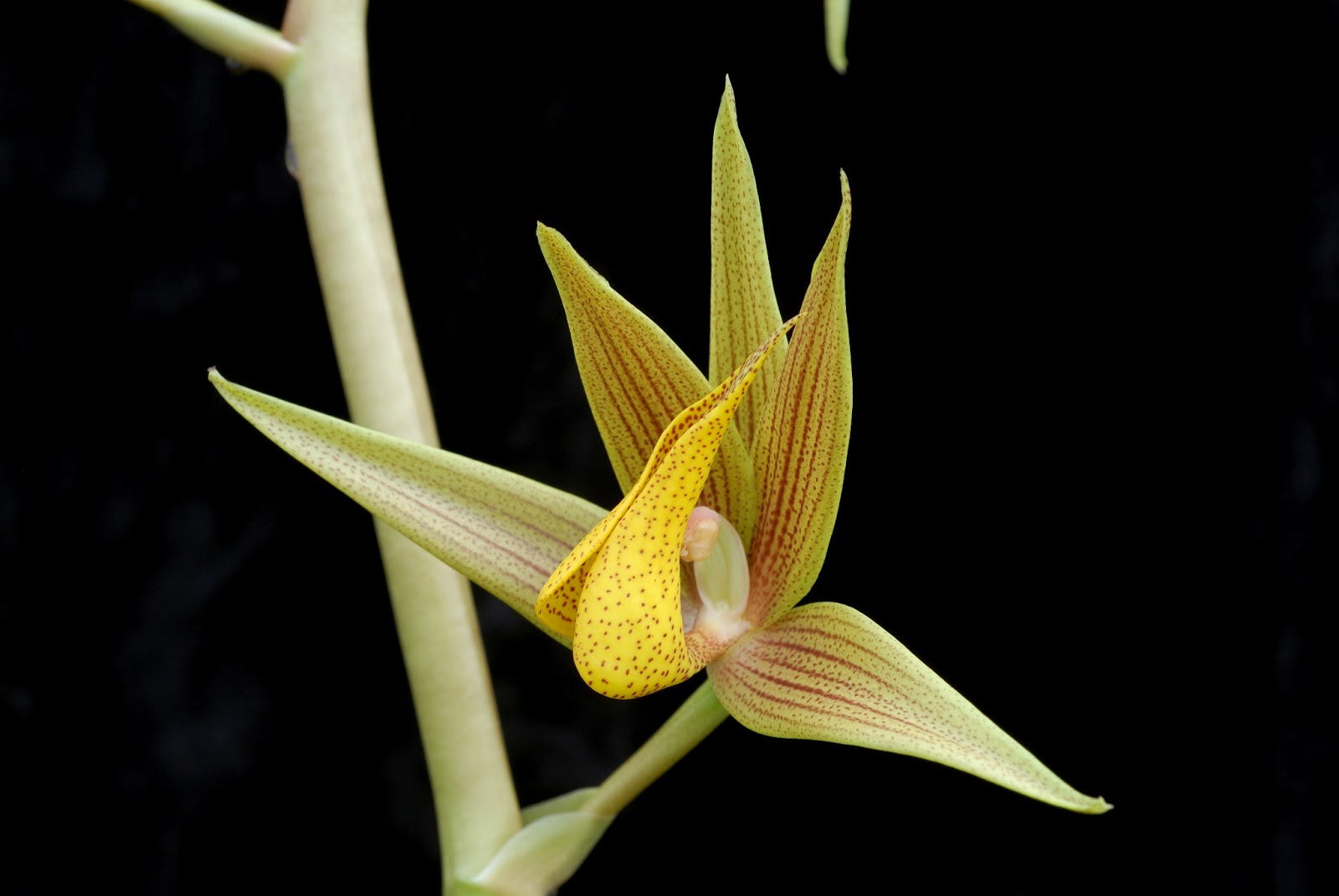 Álbum de Fotos: Nomes de orquideas.