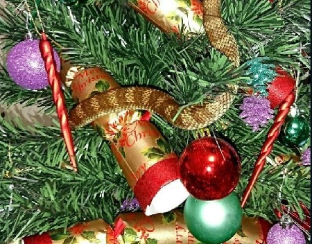 Photos: Deadly Tiger Snake Found On Woman's Christmas Tree In Australia ...