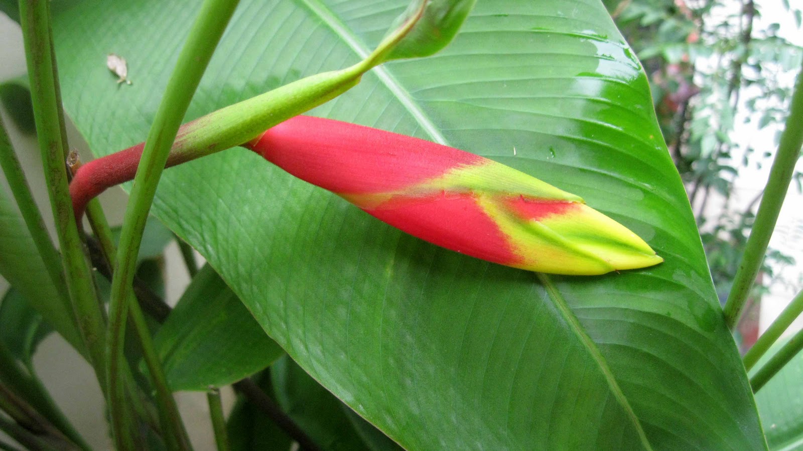 PlantZee: Information on Heliconia Rostrata