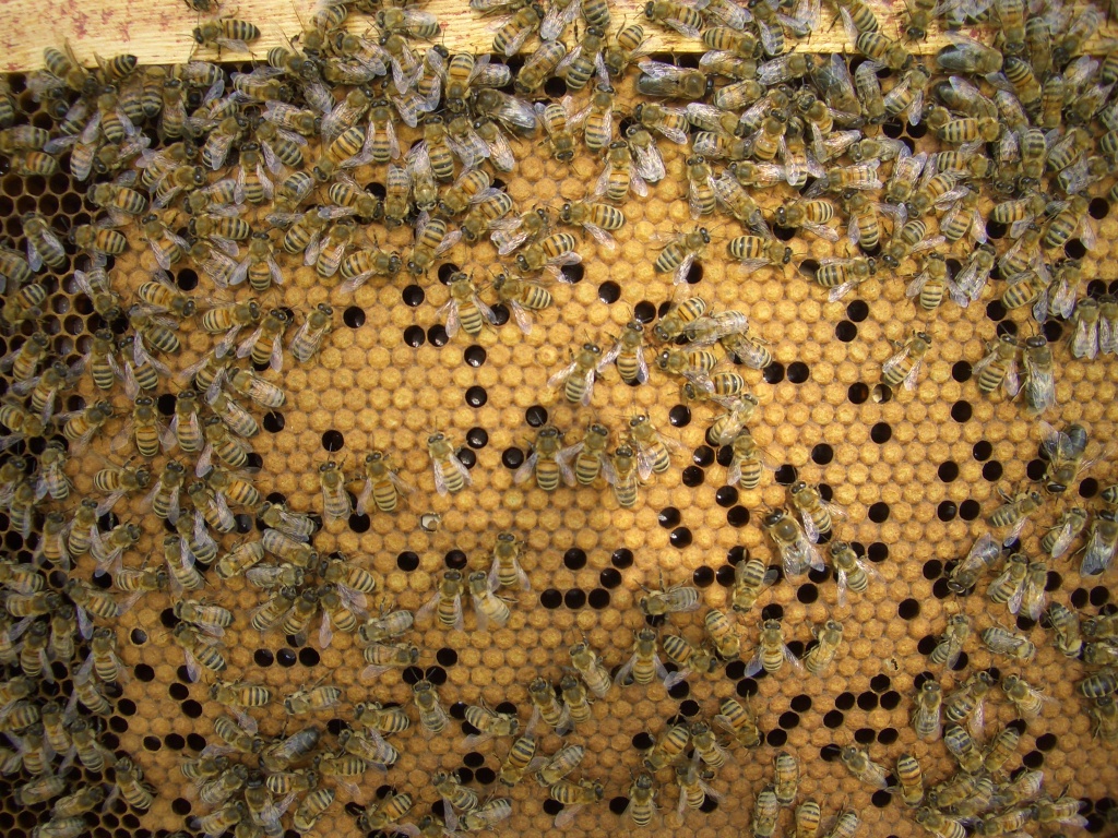 The Bee Cluster: Split hives, mating nucs and queen cells (100th post!)