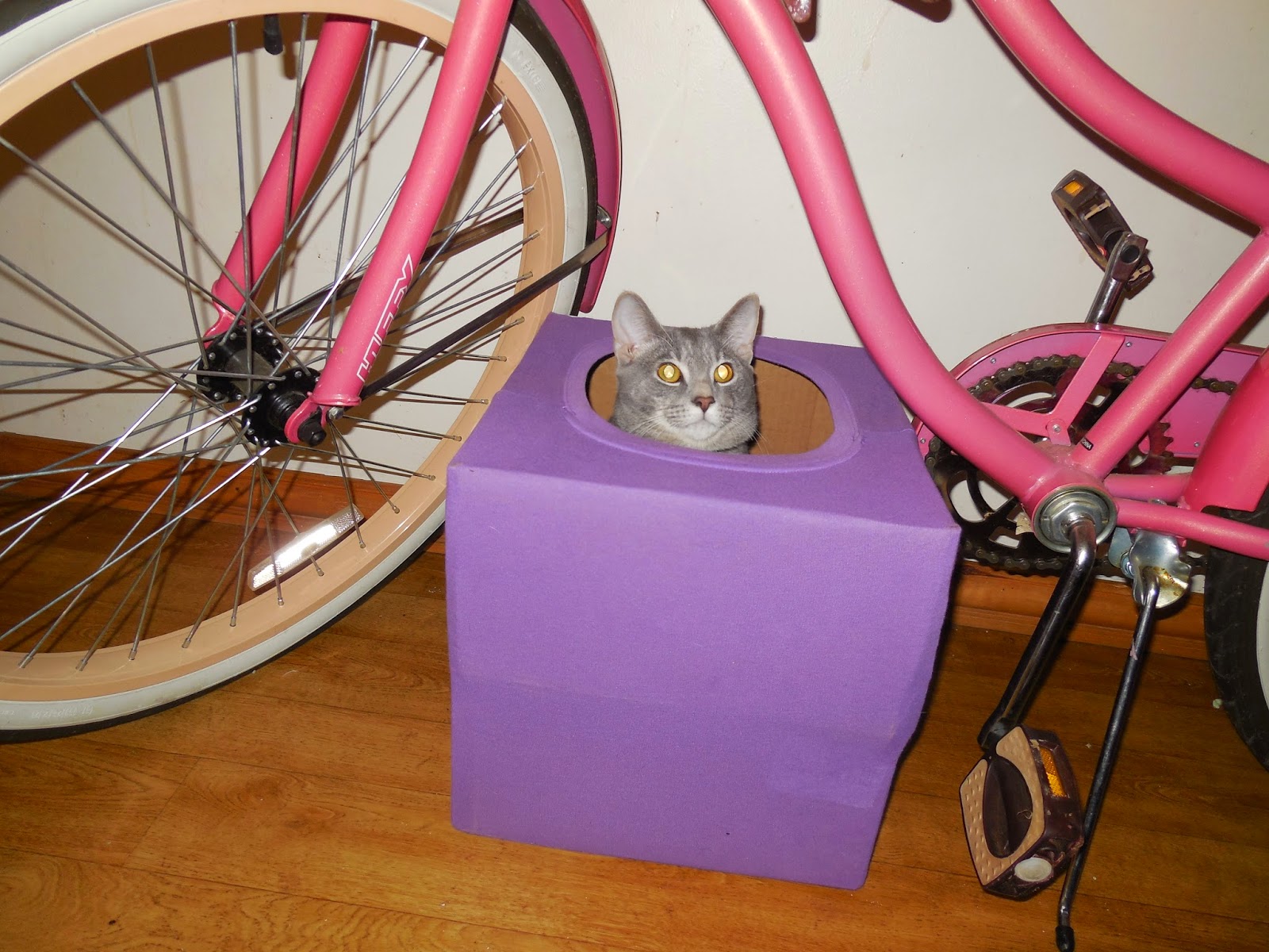 ThriftyTreeHuggary: DIY Upcycled Kitty Cubicle