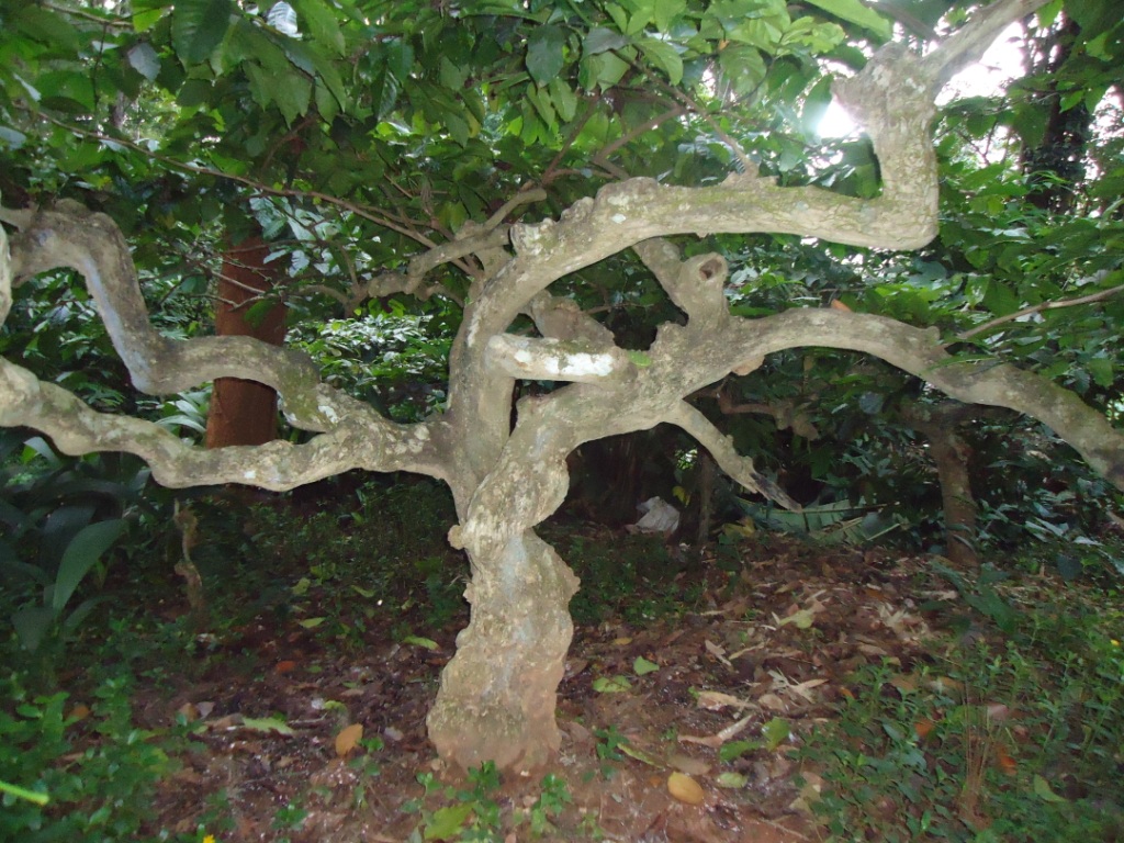 Spice of Life!: Bark of the matter