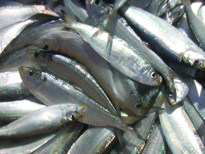 cericerichan: TAMBAN