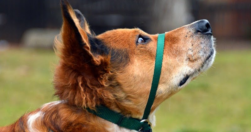 The Dog Geek: Product Review: Gentle Leader Head Collar