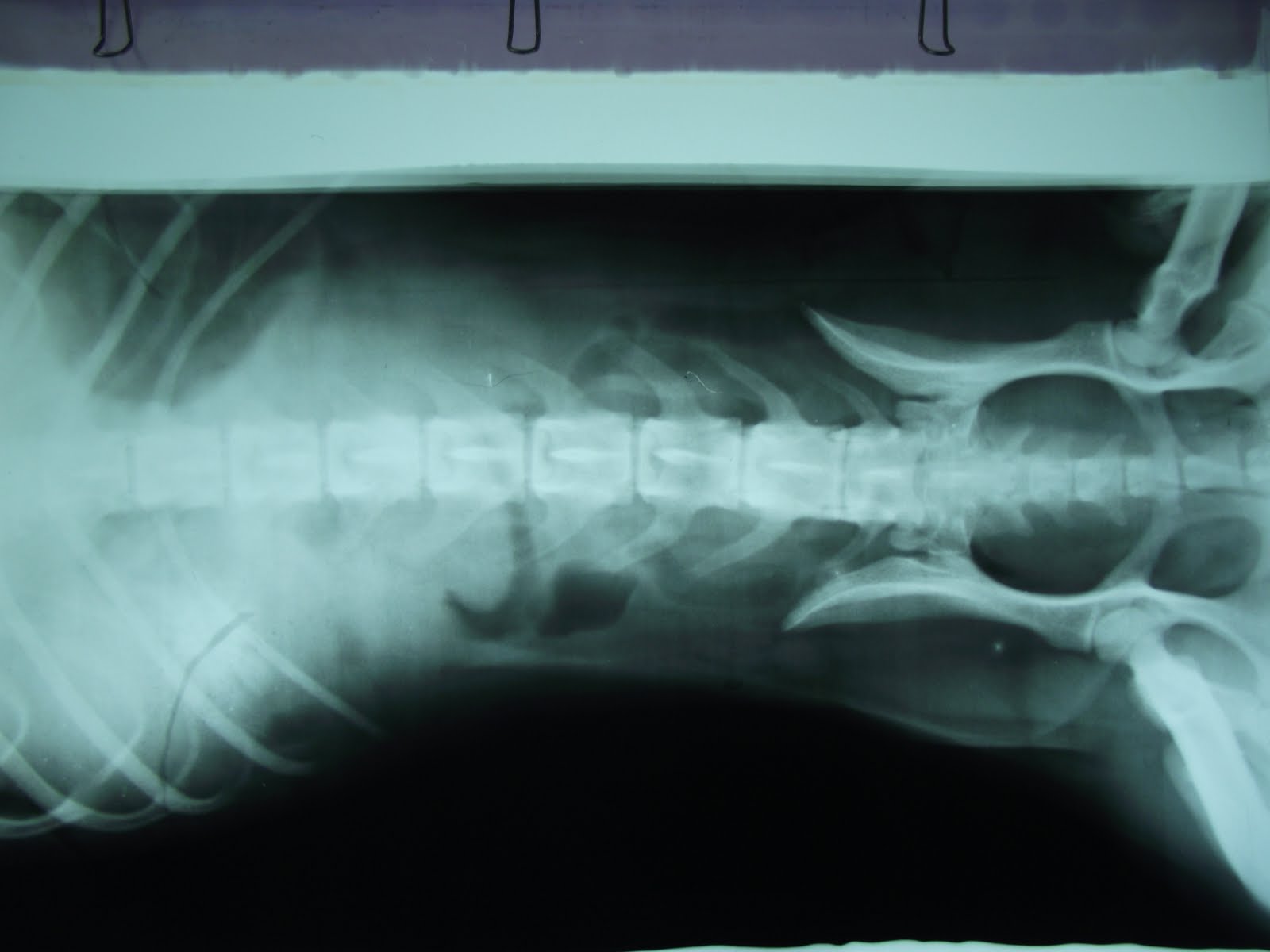 Casos clínicos de veterinaria en pequeños animales: GASTROTOMIA Y ...