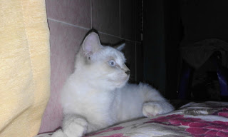 Membedakan jenis, ciri - ciri, kucing domestik, ras dan mixdome