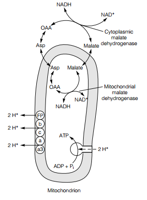 Malat Shuttle dan G3P Shuttle - Biologi Buanget