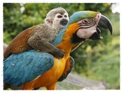 Gambar Burung yang Lucu dan Bisa Berbicara | Dunia Binatang Gambar Burung yang Lucu dan Bisa Berbicara | Dunia Binatang