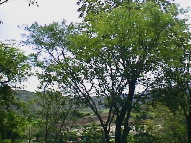 Árboles de Nayarit: Tepame