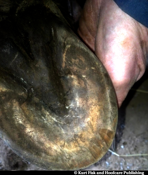 Fran Jurga`s Hoofcare + Lameness: Rats in the Stable? Check the Horses ...