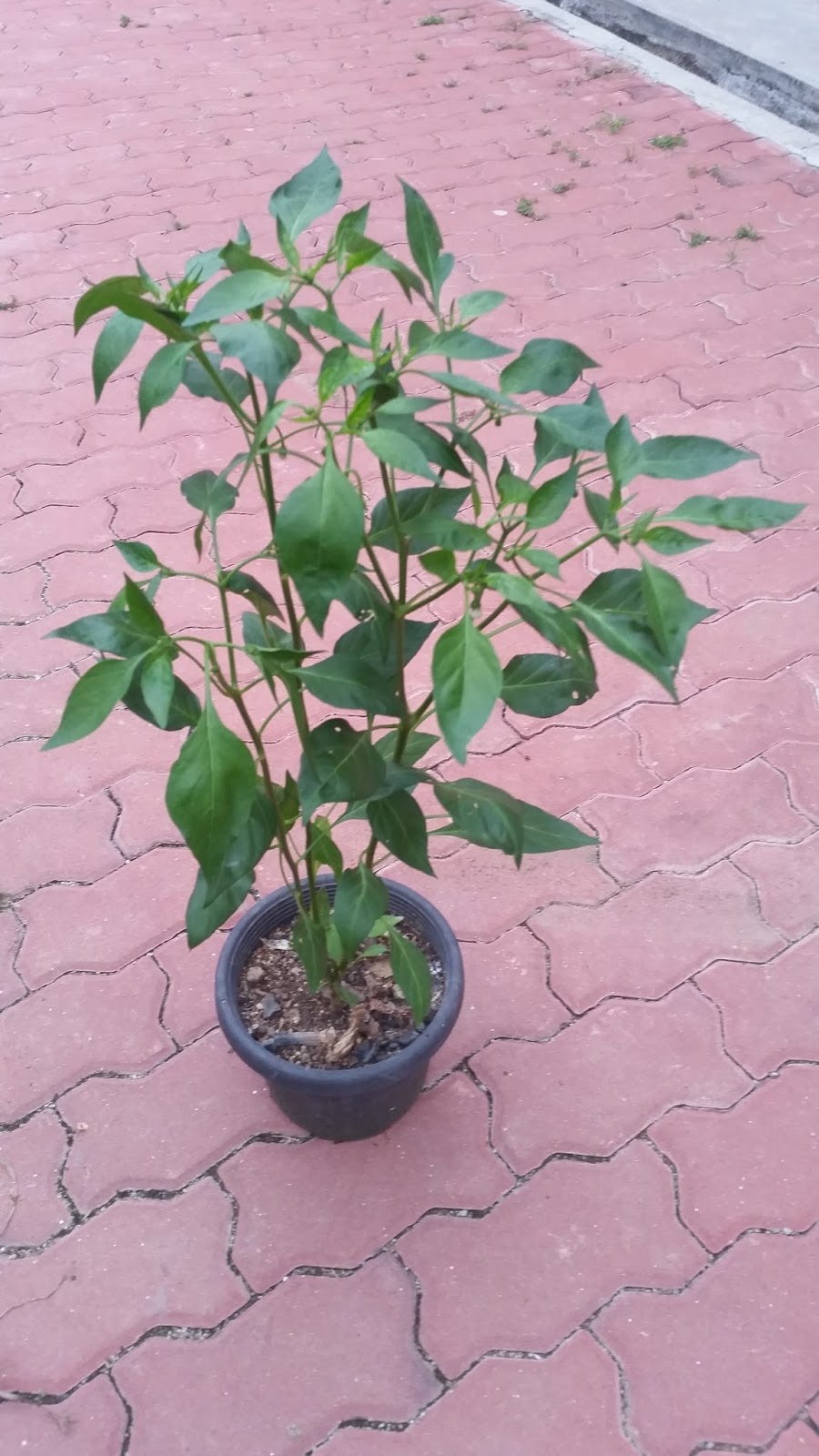 Warisan Petani: Pokok Cili Padi.