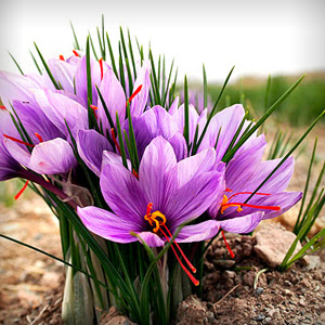 Muslimah's Secret Official Blog: KHASIAT, KELEBIHAN DAN KEBAIKAN BUNGA ...