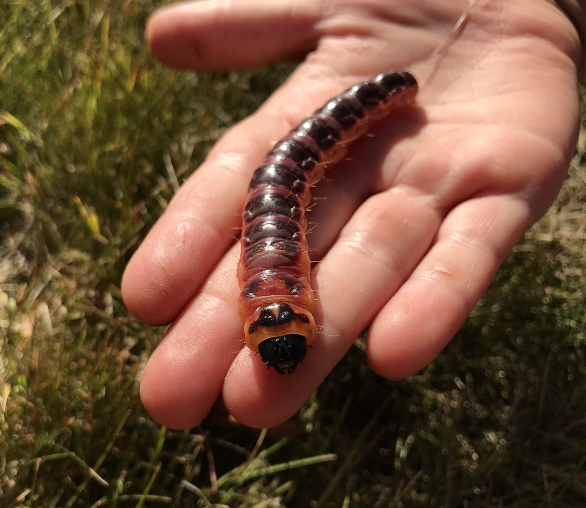 POVESTI PESCARESTI .... MOMELI VII