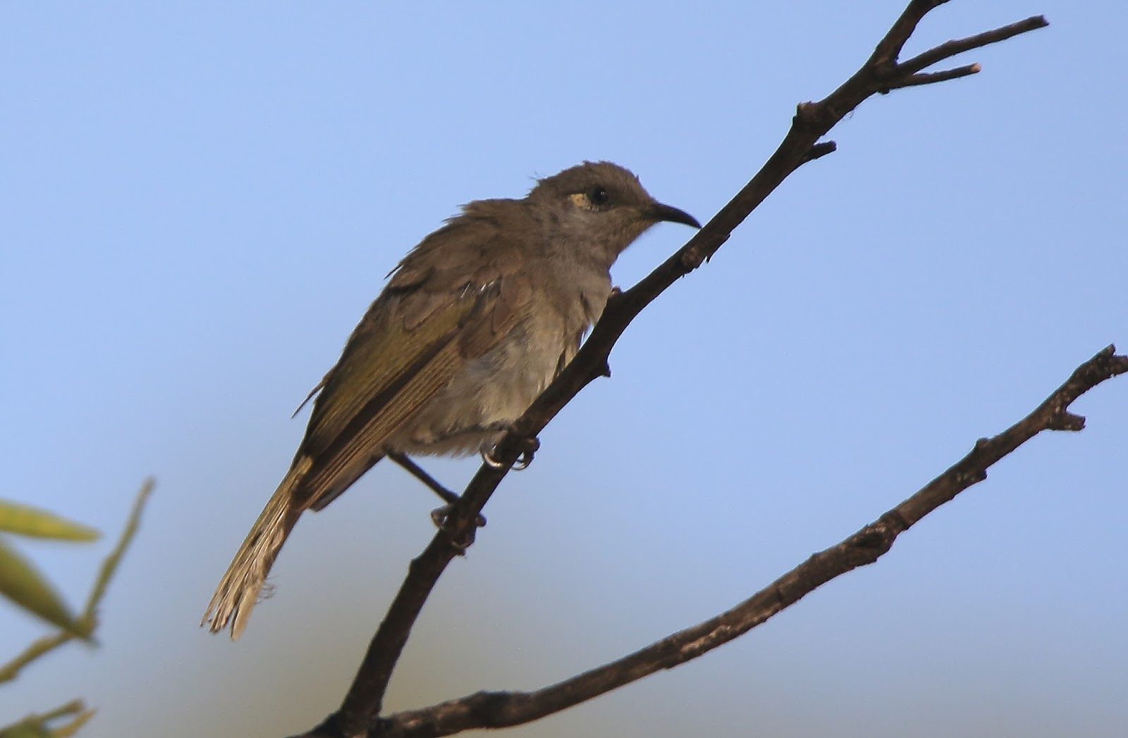 Richard Waring's Birds of Australia: Backyard Bird list reaches 48