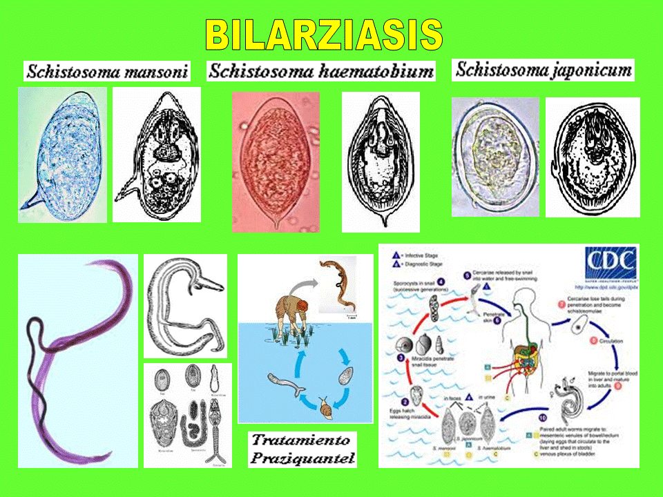 Mi13: TREMATODES