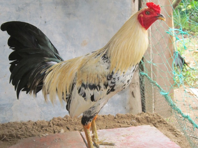 Cách chọn gà tre qua thế đá ~ Gà Đá Việt