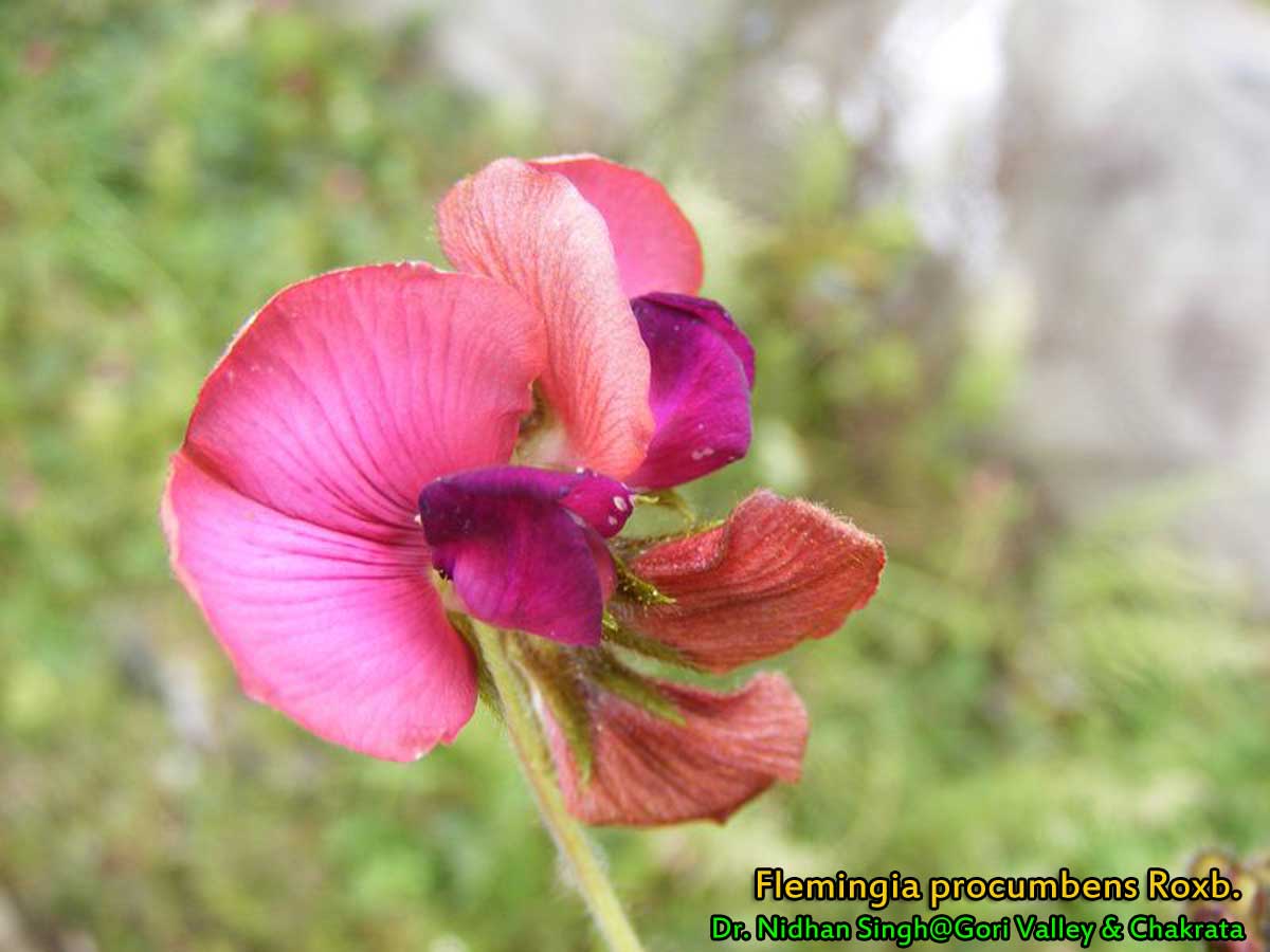 Medicinal Plants: Flemingia procumbens