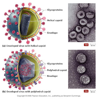 Welcome to Panurgy Biotech, wish you an excellence ever: Virology