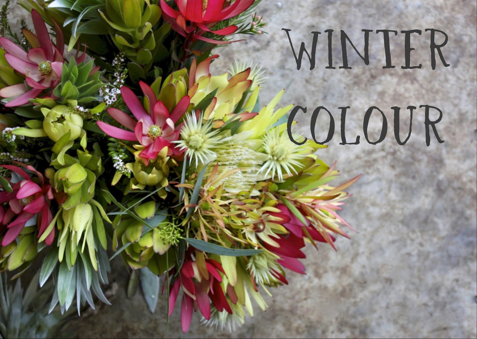 Swallows Nest Farm: Winter Colour