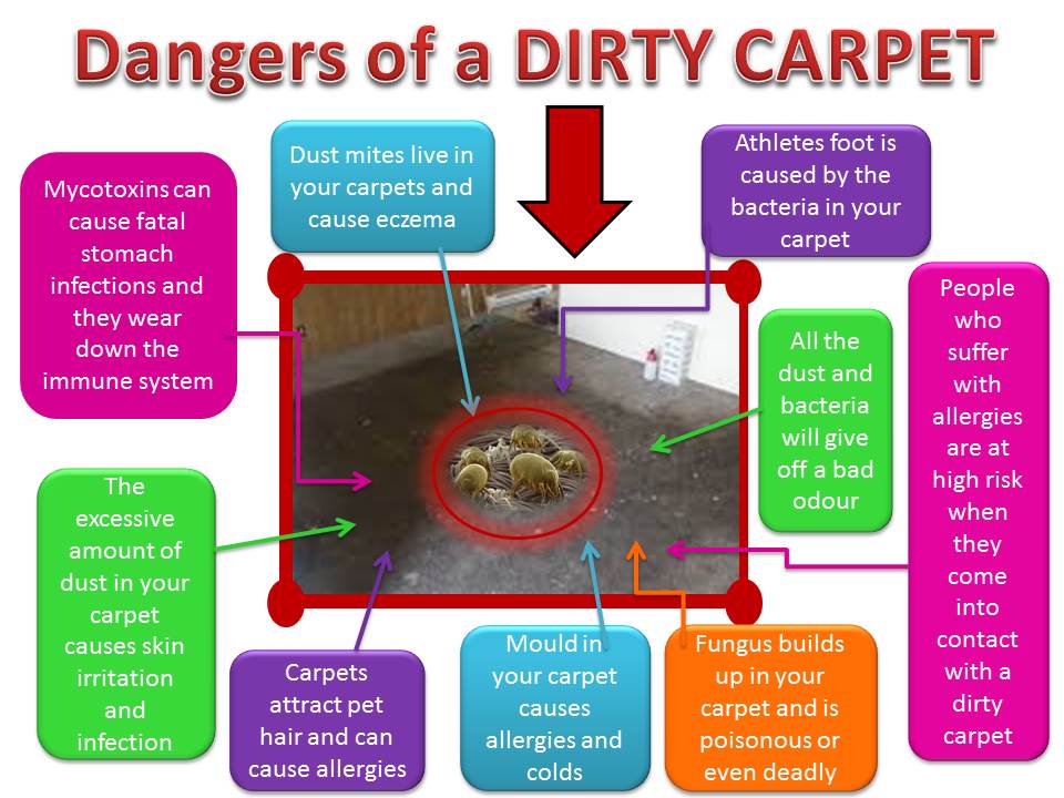 Neat n Clean: Why Do we Need Professional Carpet Cleaning Service