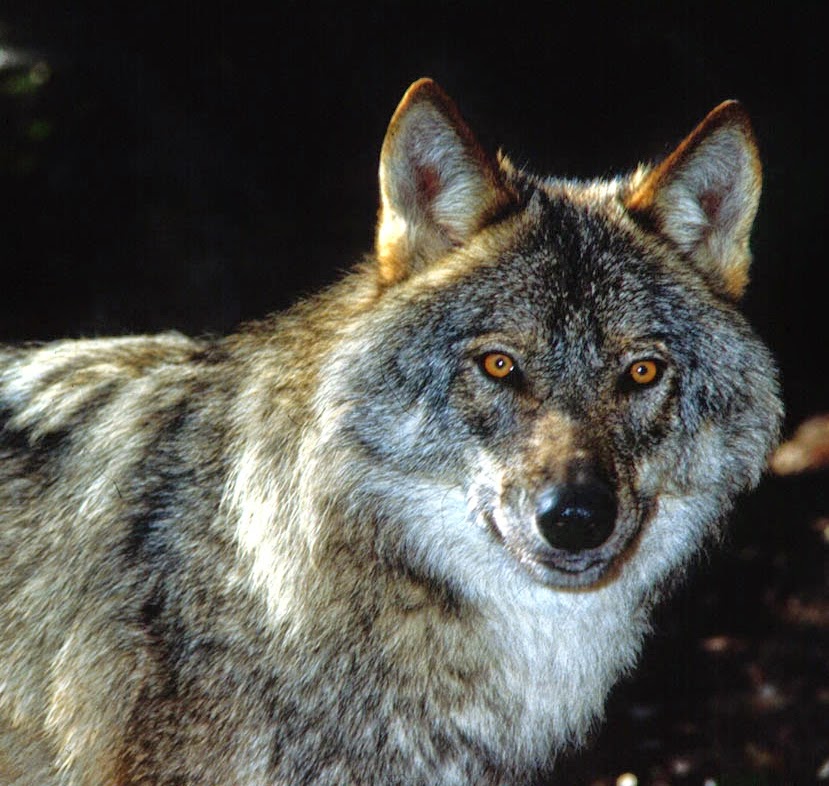 AULLA LOBO HUYE: ¿Podemos cambiar el cuento del lobo?