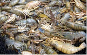 ANPP Animales y Plantas de Perú: Camarón de Río - Cryphiops caementarius