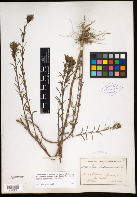 Flora de Puerto Rico Ilustrada Papo Vives: ASTERACEAE PECTIS ROMEROS ...